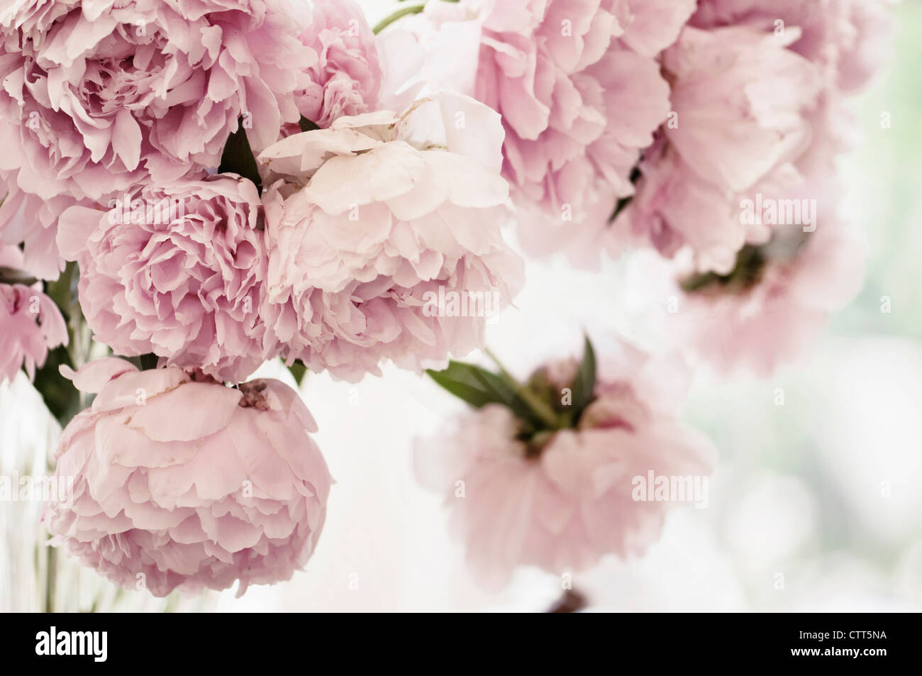 Paeonia lactiflora, Peony, Pink cut flowers arranged in a vase Stock ...
