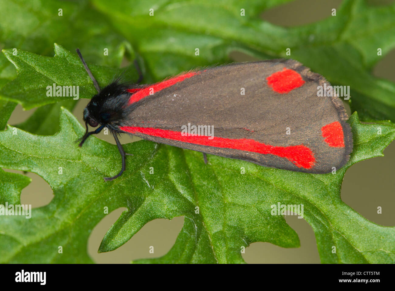 Cinnabar moth (Tyria jacobaeae) resting on Common Ragwort leaf Stock ...