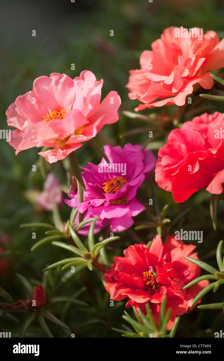 Portulaca grandiflora cultivar, Moss rose, Pink Stock Photo - Alamy