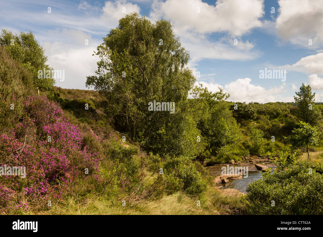 Heather & stream on the North York Moor near Hutton le Hole Stock Photo ...