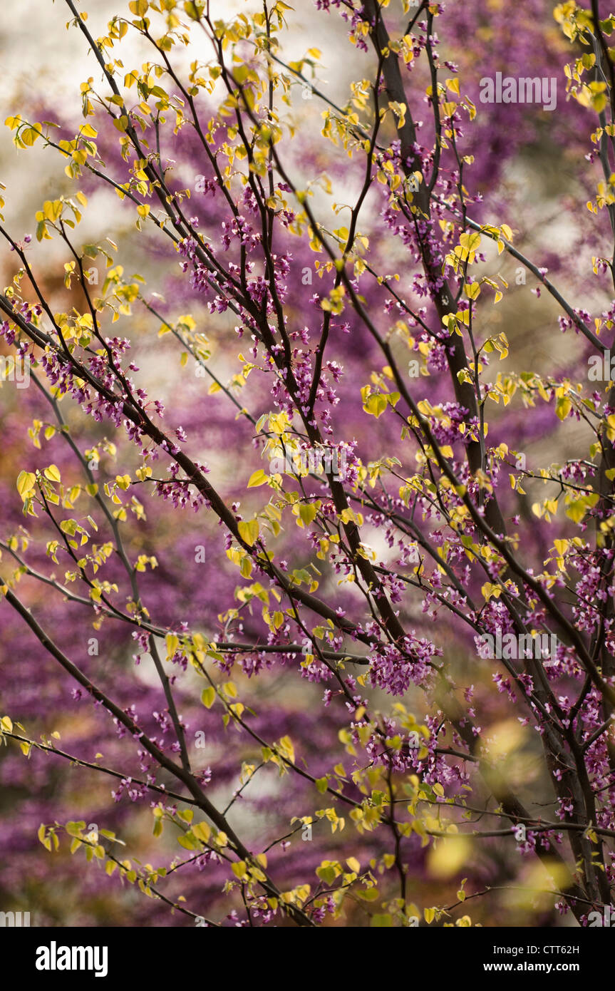 Cercis canadensis forest pansy hi-res stock photography and images - Alamy