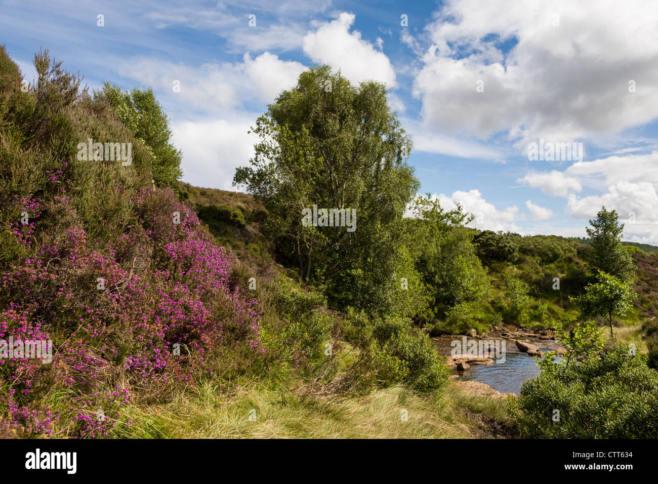 Heather moor hi-res stock photography and images - Alamy