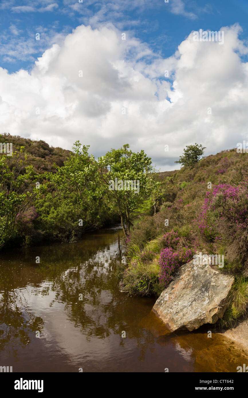 Calluna vulgaris national park north york moors hi-res stock ...