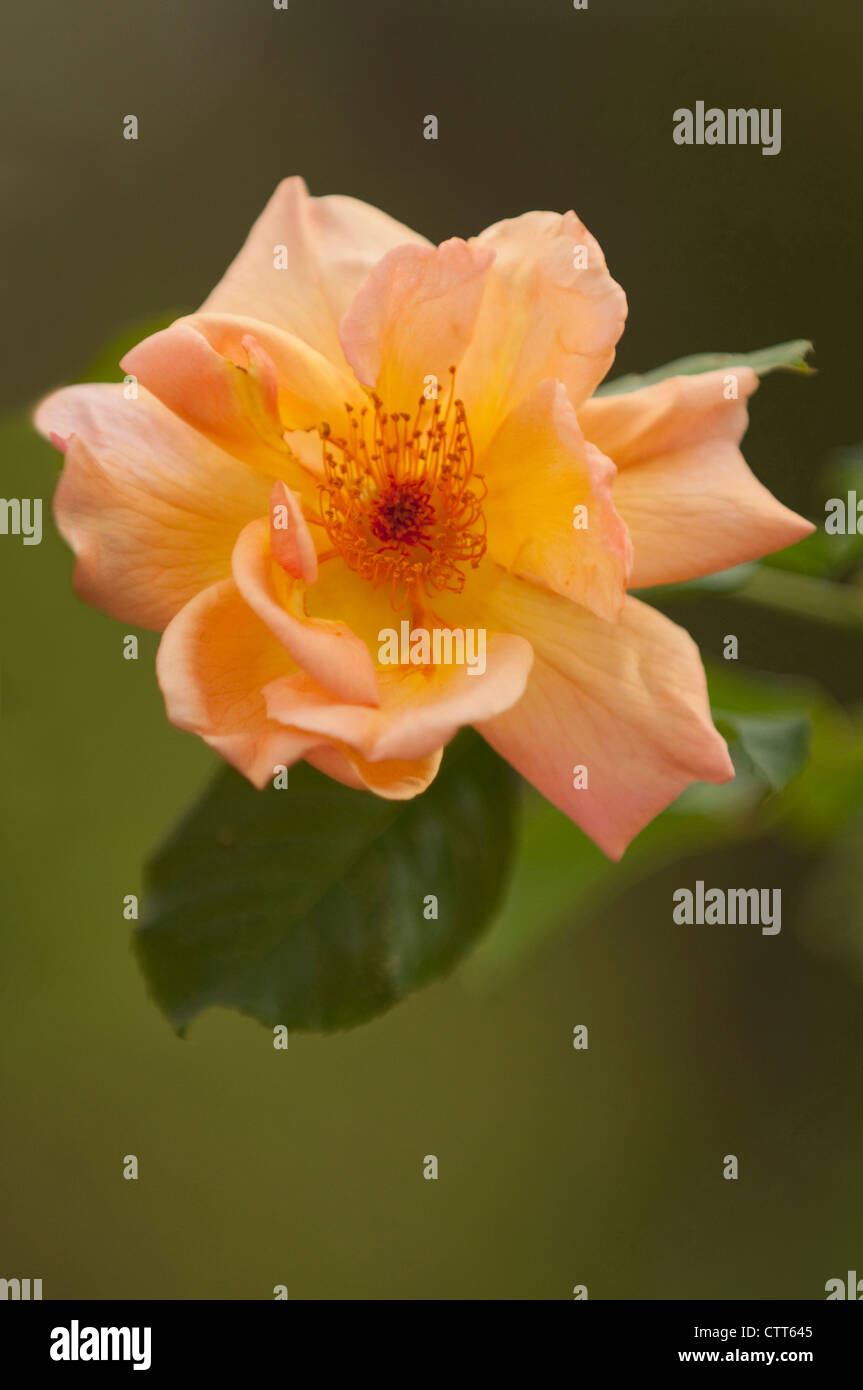 Rosa cultivar, Rose, Peach Stock Photo - Alamy