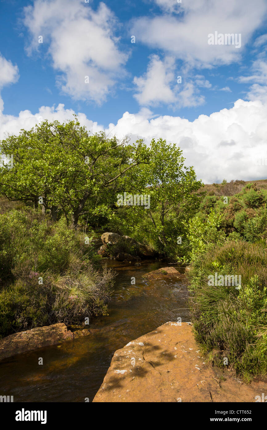 Stream on the North York Moor near Hutton le Hole Stock Photo - Alamy