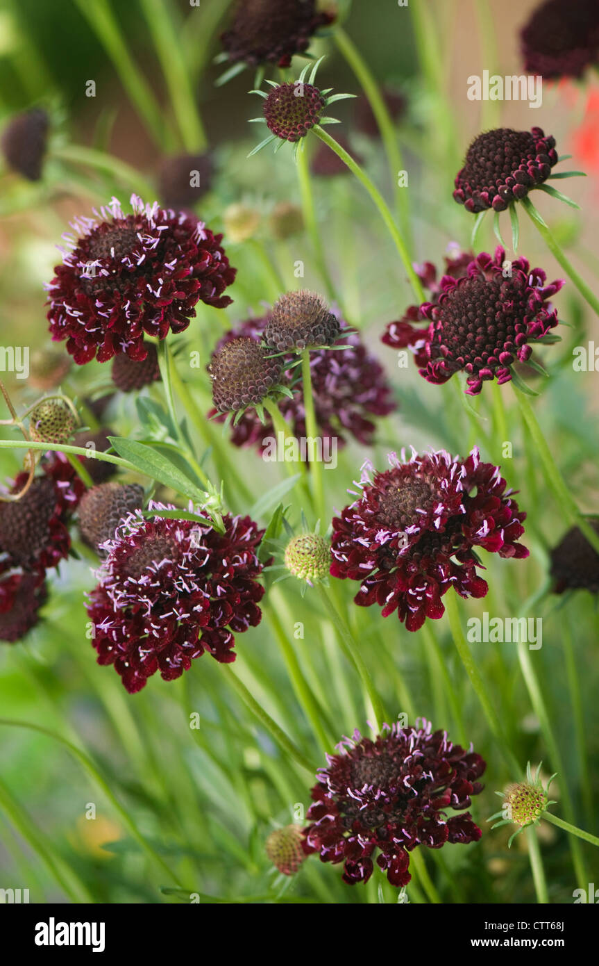 Scabiosa hi-res stock photography and images - Alamy