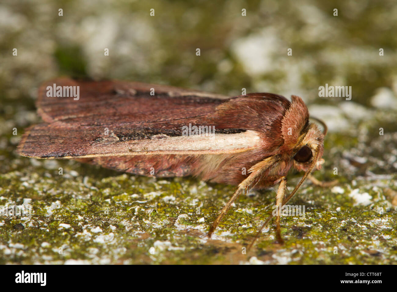 Flame Shoulder Moth High Resolution Stock Photography and Images - Alamy