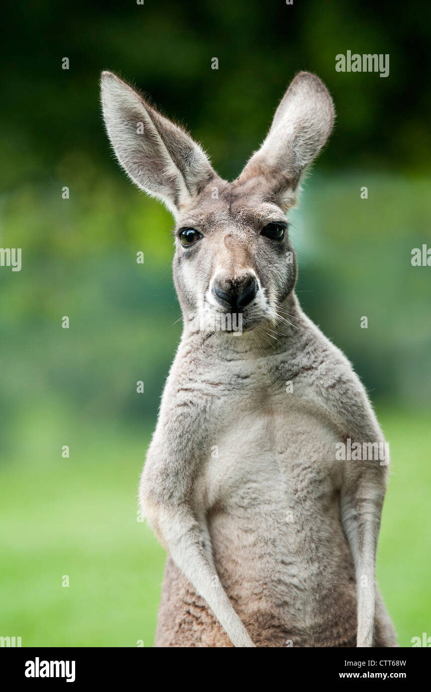 Skippy the bush kangaroo hi-res stock photography and images - Alamy