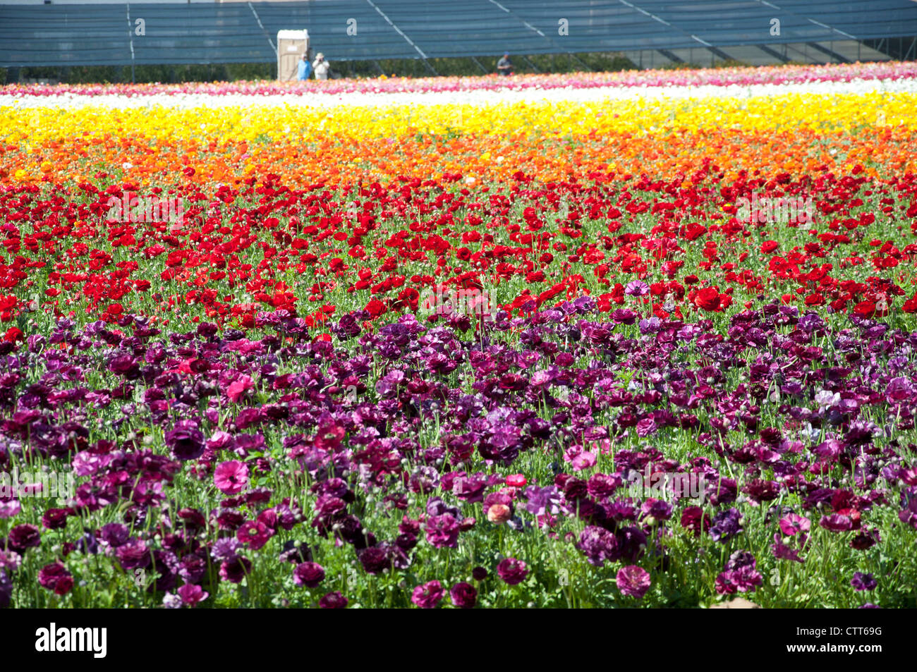 Colorful flower field Stock Photo - Alamy