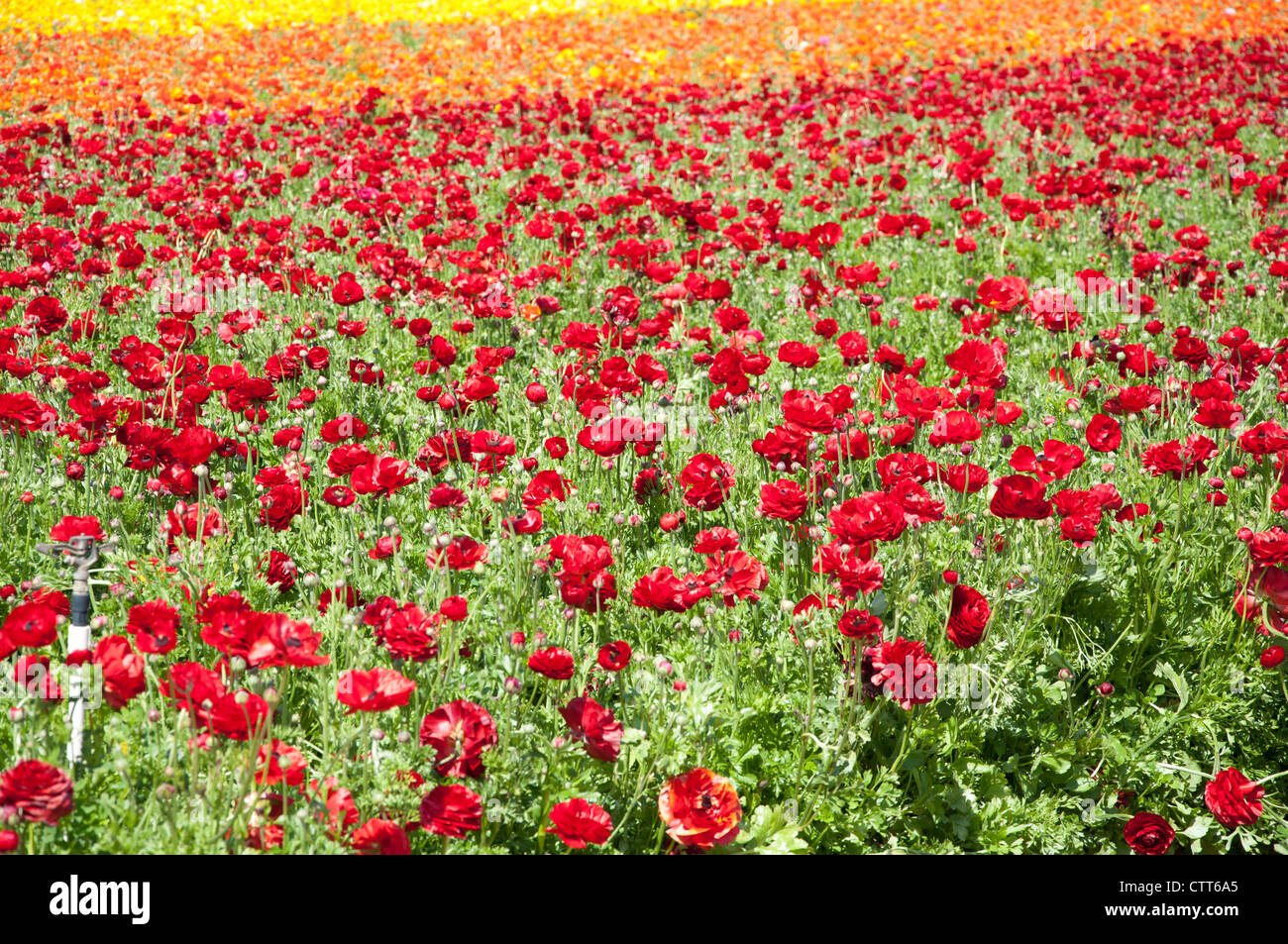 Colorful flower field Stock Photo - Alamy