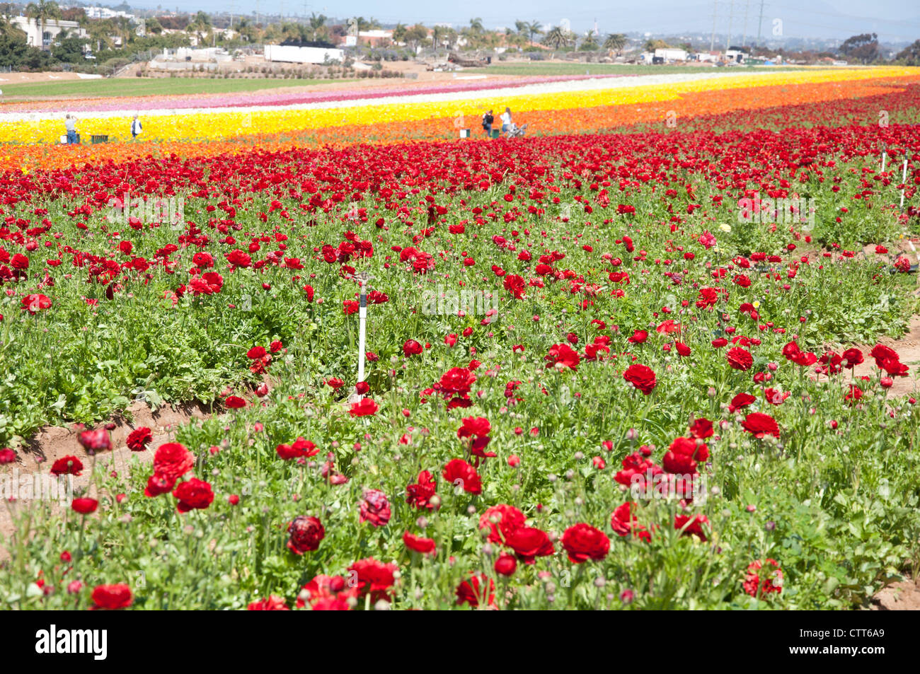 Colorful flower field Stock Photo - Alamy