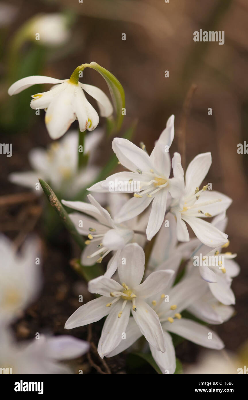 Scilla mischtschenkoana 'Tubergeniana', Scilla, Early scilla, White ...