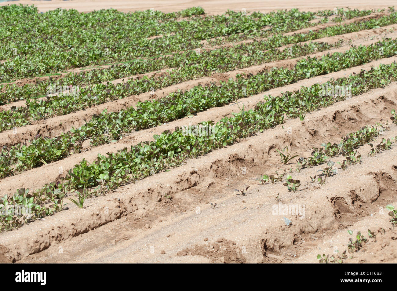 Farming garden flower field Stock Photo - Alamy