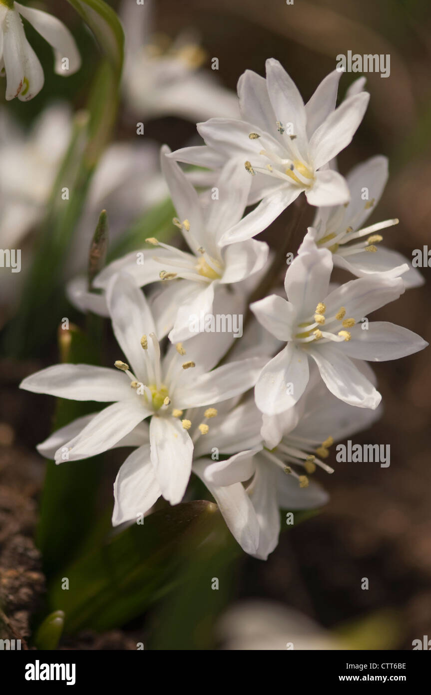 White squill scilla hi-res stock photography and images - Alamy