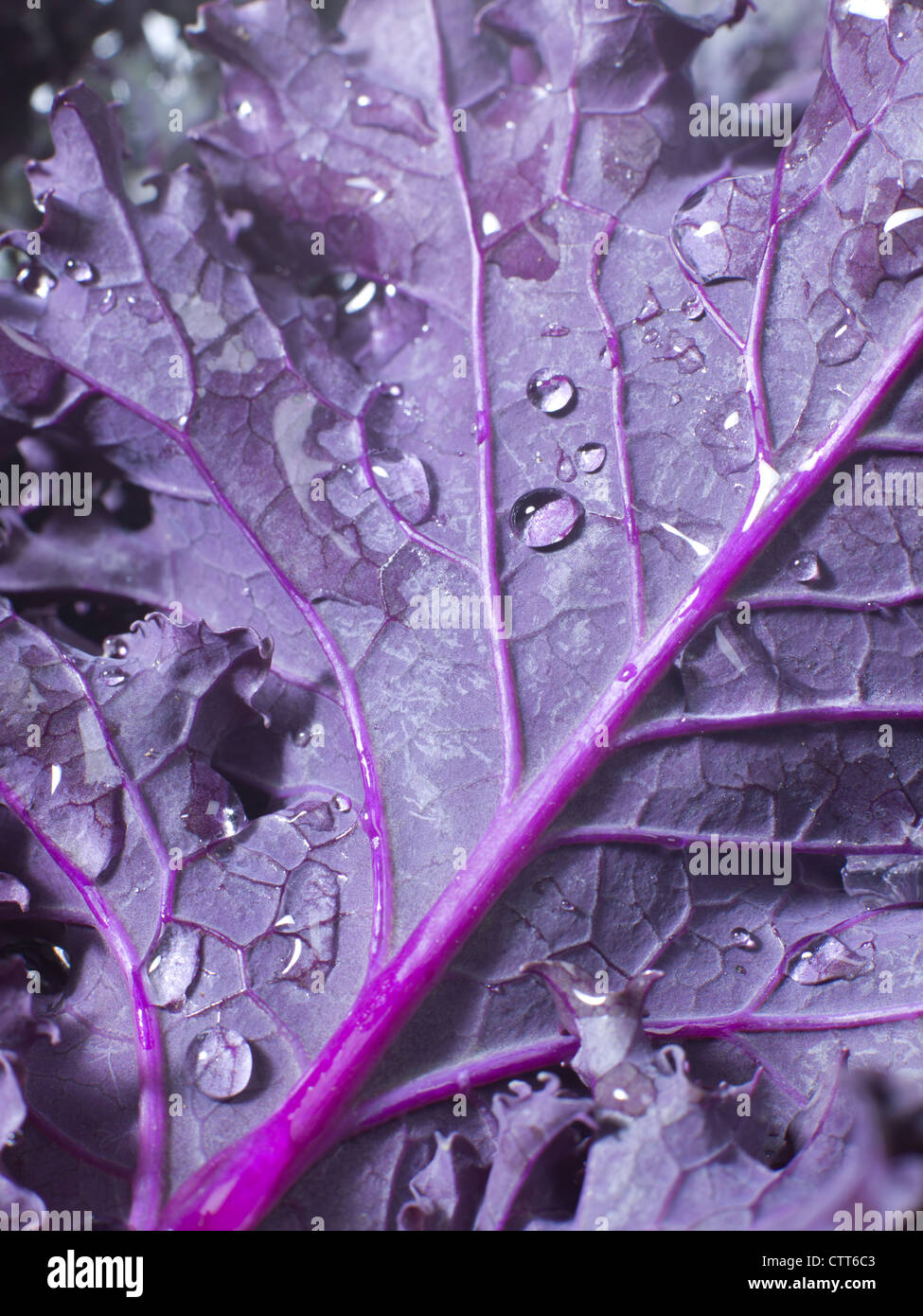 Purple kale hi-res stock photography and images - Alamy