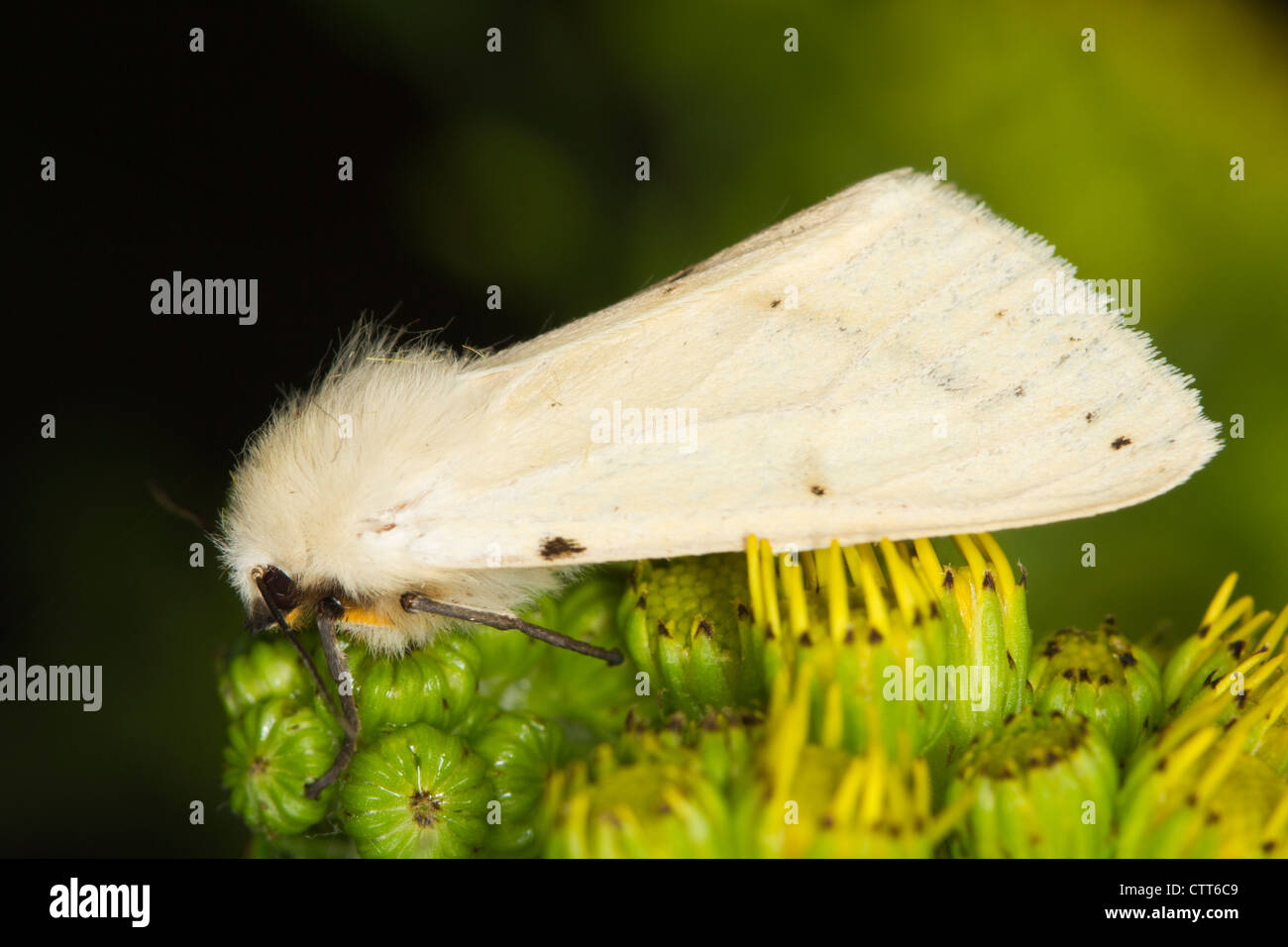 female Buff Ermine (Spilosoma luteum) resting on Common Ragwort flower ...