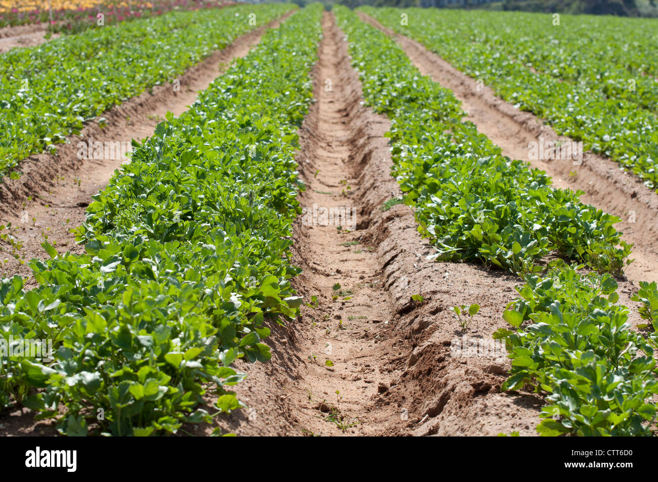 Farming garden flower field Stock Photo - Alamy