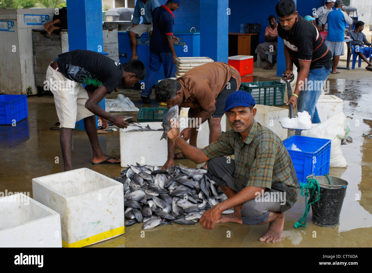 Fisherman selling fish in market, Hambantota, Sri Lanka Stock Photo - Alamy