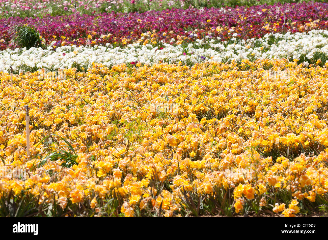 Colorful flower field Stock Photo - Alamy