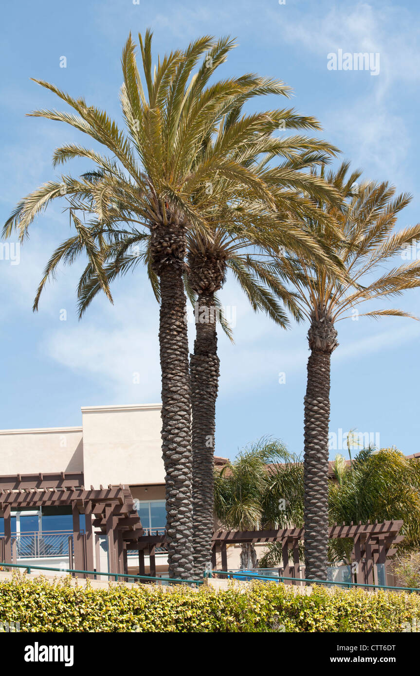 California Palm Trees And Luxury Exclusive | Bing Crosby's Home In The