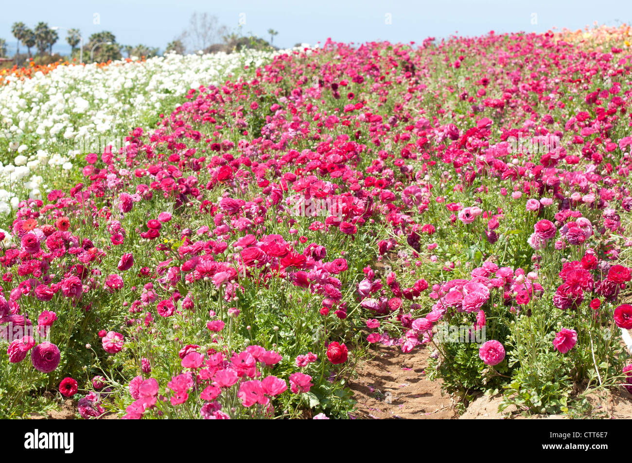 Colorful flower field Stock Photo - Alamy