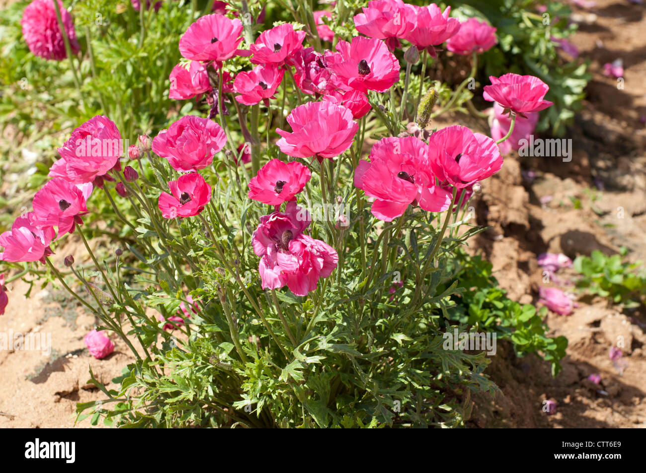 Pink Poppy flower Stock Photo - Alamy