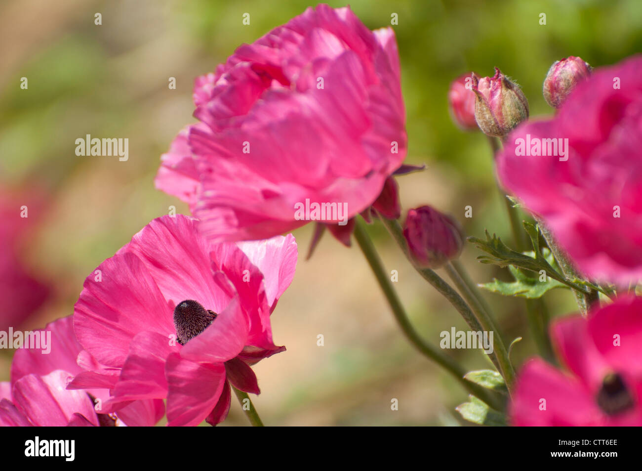 Pink Poppy flower Stock Photo - Alamy