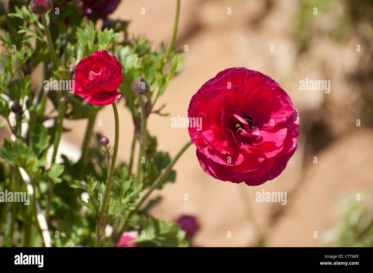 Ranunculus pink flower Stock Photo - Alamy