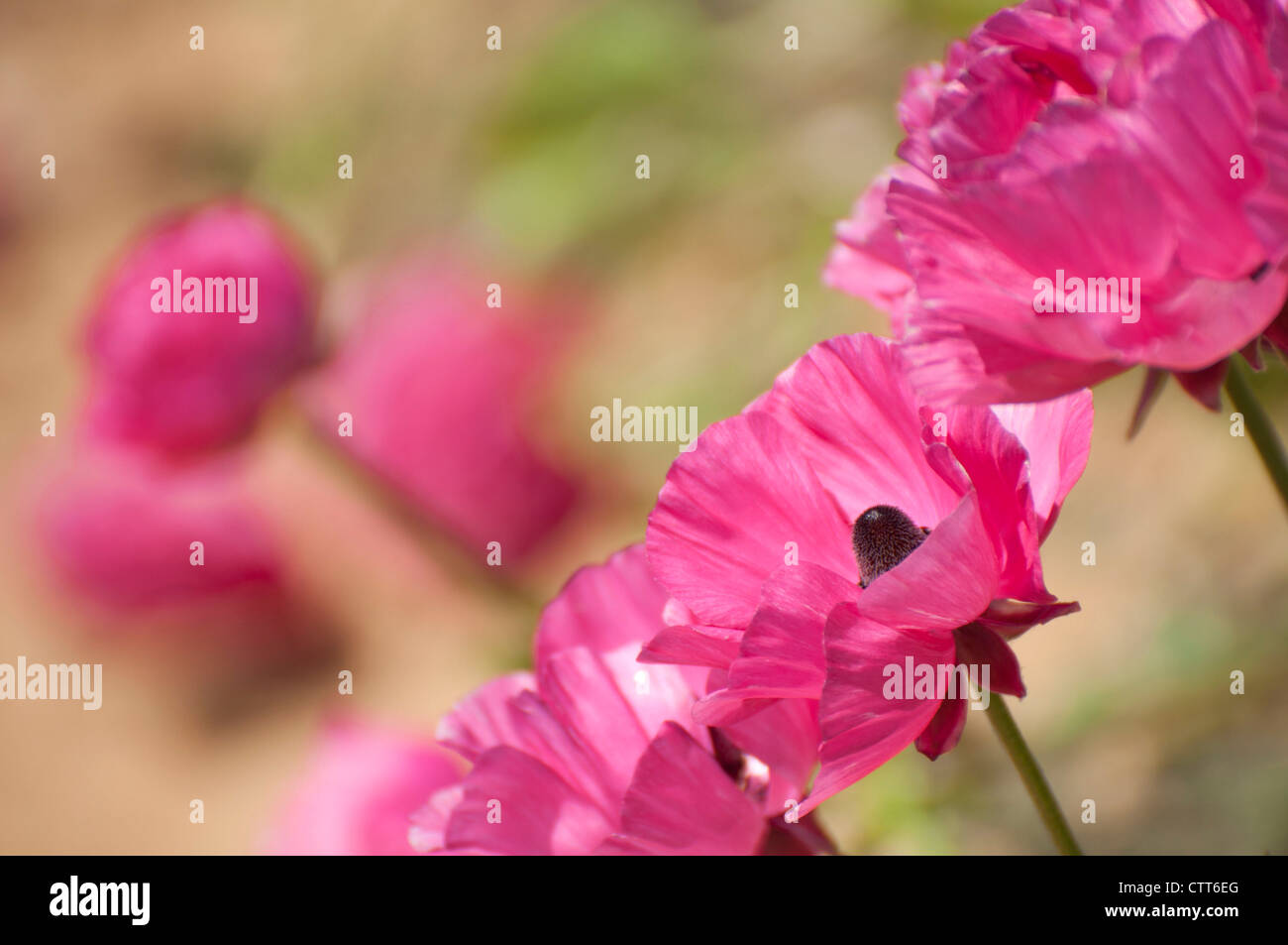 Pink Poppy flower Stock Photo - Alamy