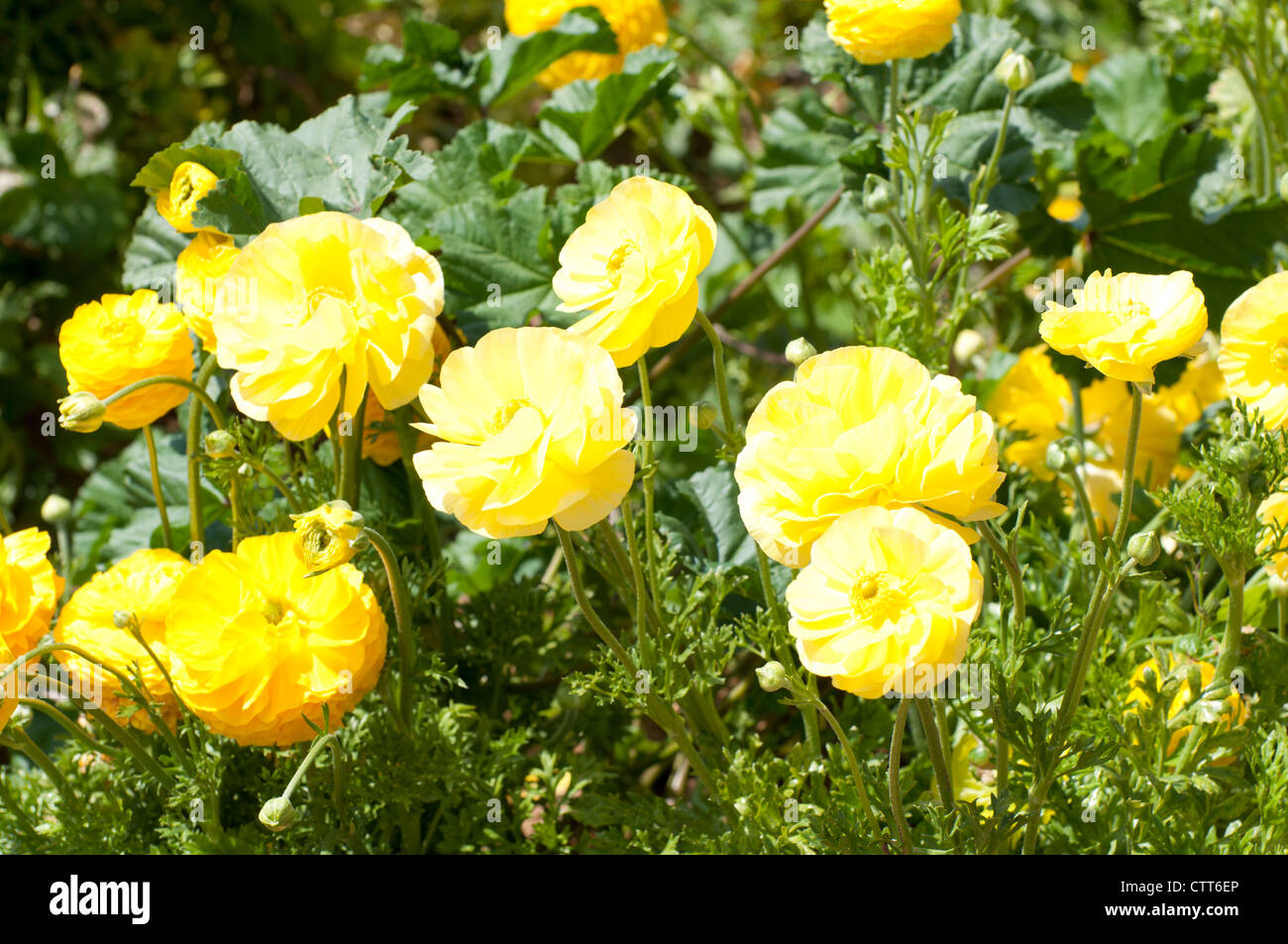 Ranunculus yellow flower Stock Photo - Alamy