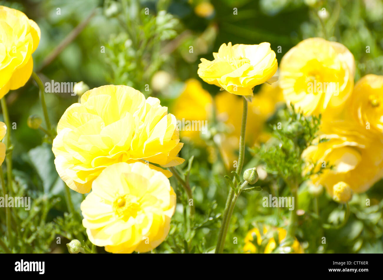 Ranunculus yellow flower Stock Photo - Alamy
