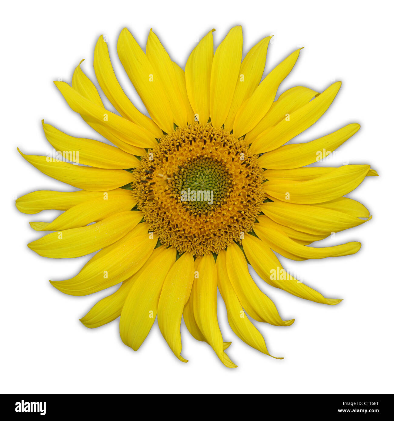 Single sunflower isolated on white background. Including clipping path ...