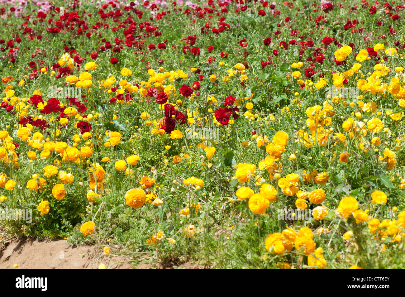 Ranunculus field flower Stock Photo - Alamy