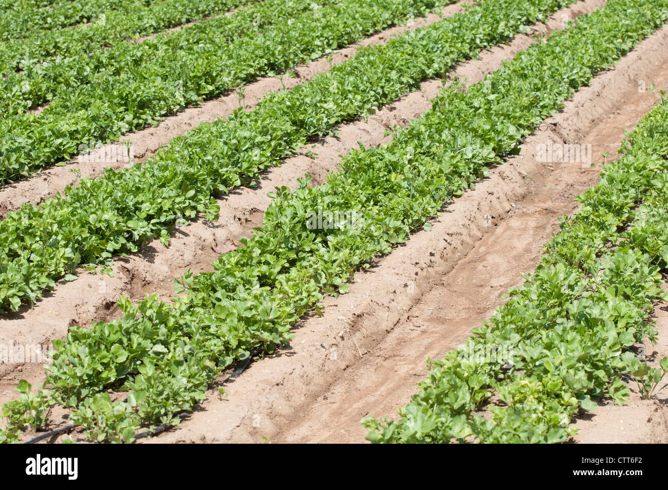 Farming garden flower field Stock Photo - Alamy