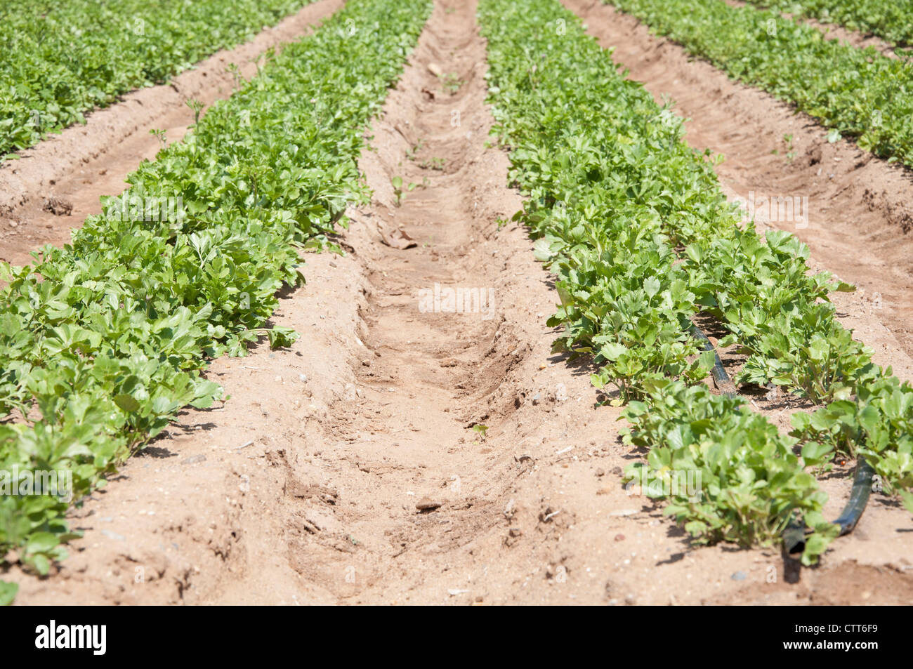 Farming garden flower field Stock Photo - Alamy