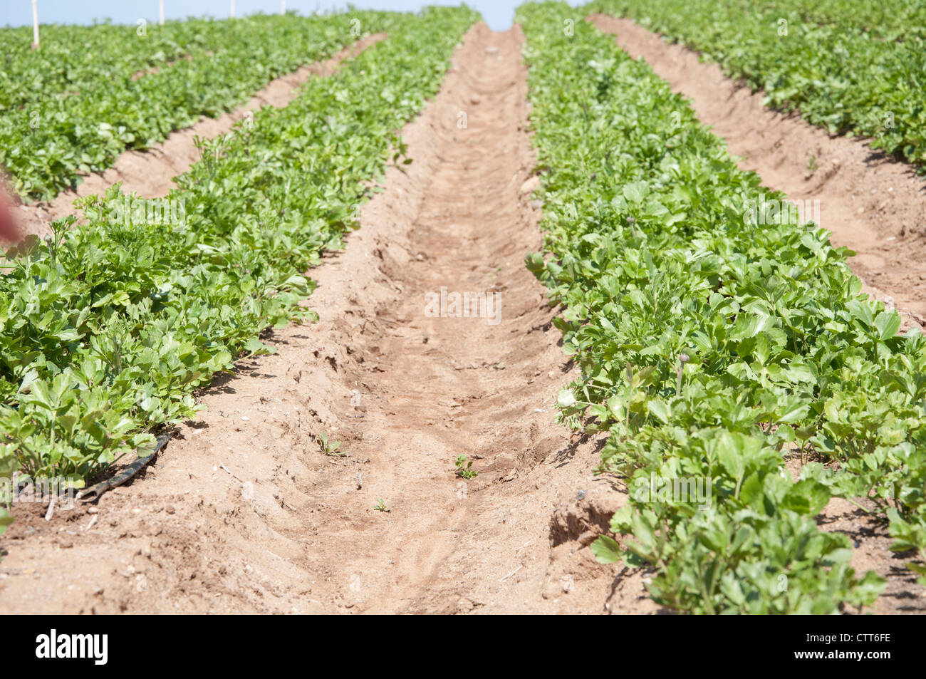 Farming garden flower field Stock Photo - Alamy