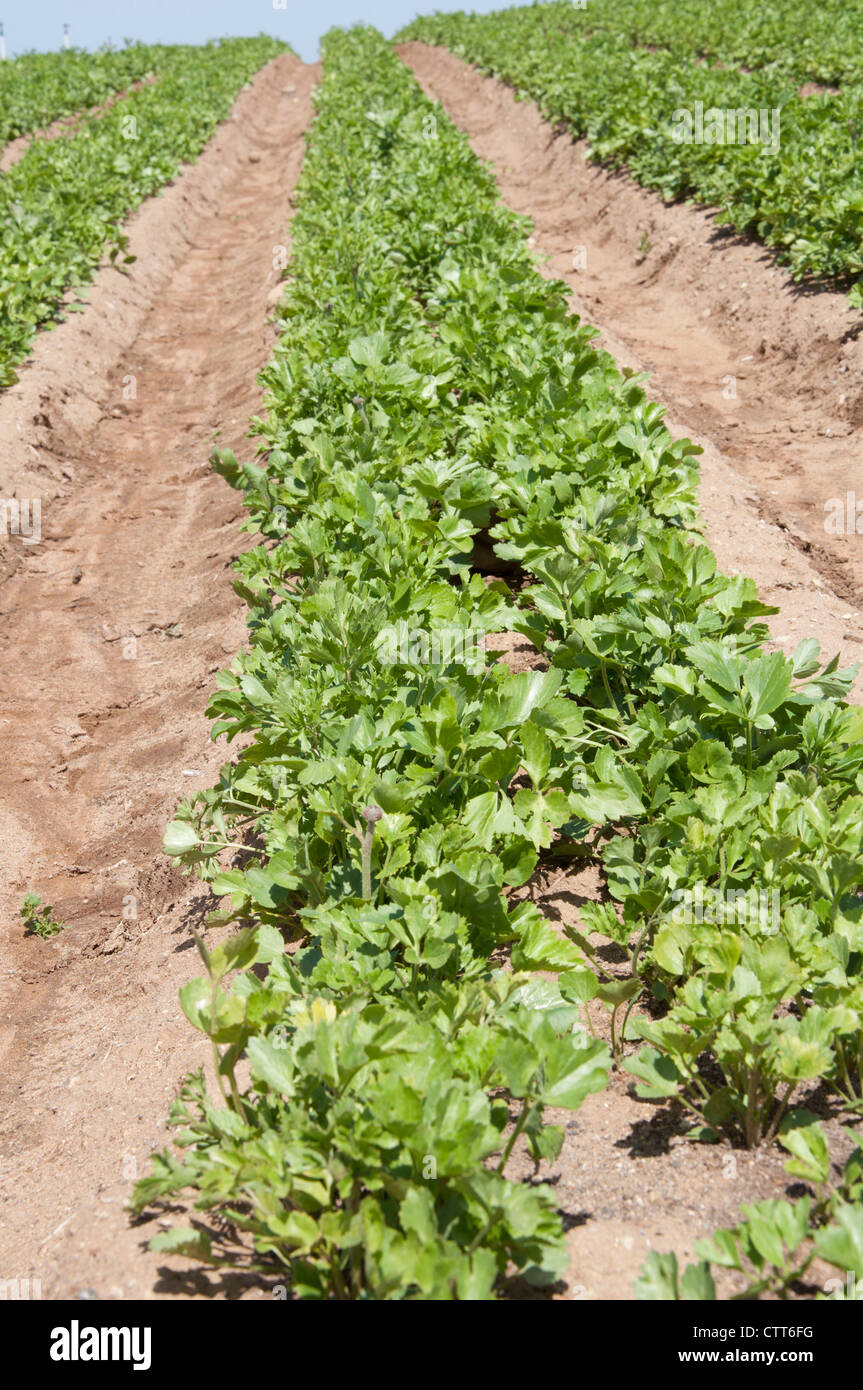 Farming garden flower field Stock Photo - Alamy
