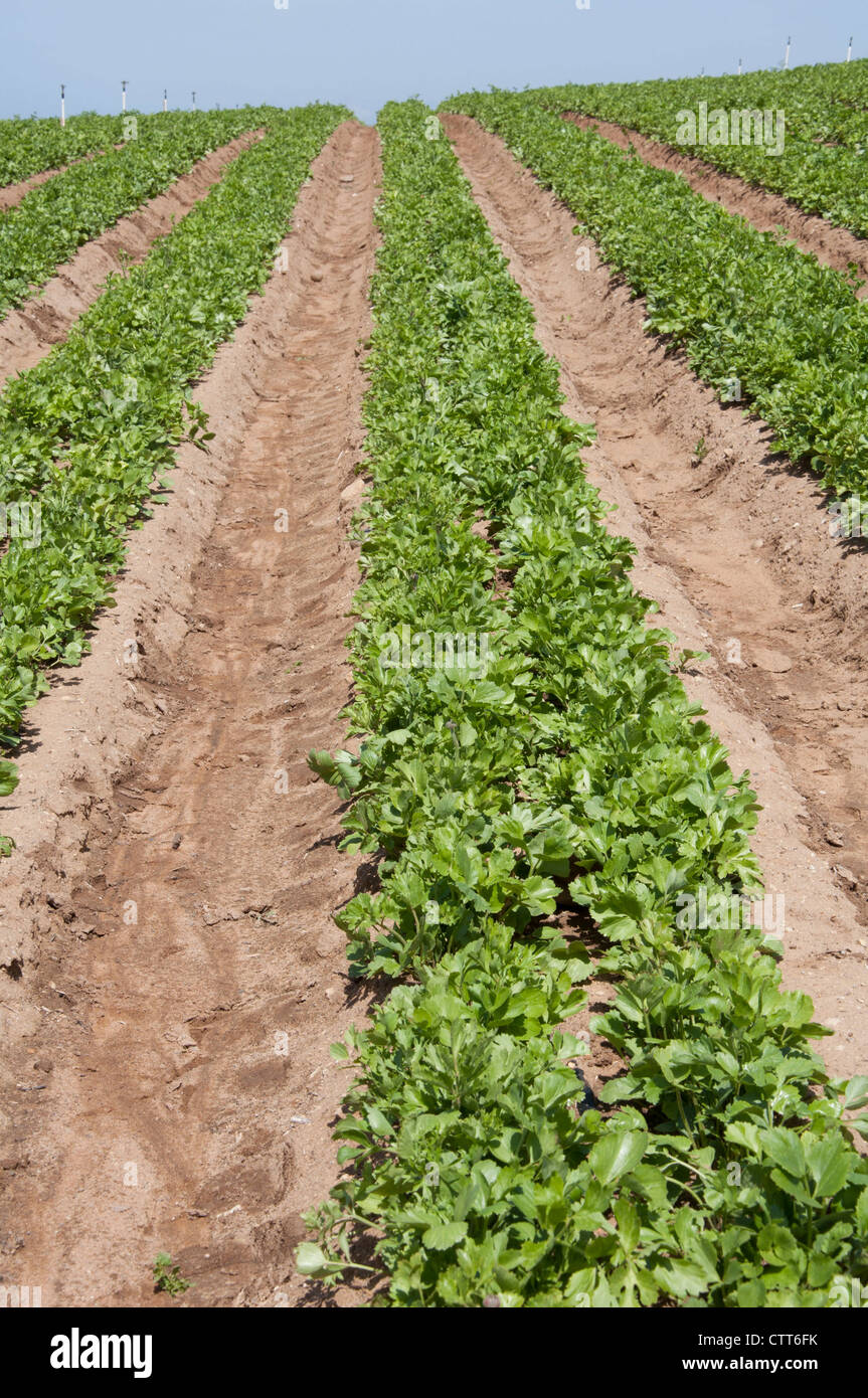 Farming garden flower field Stock Photo - Alamy