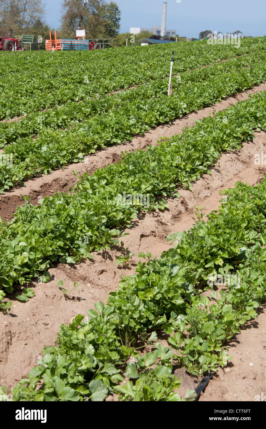 Farming garden flower field Stock Photo - Alamy