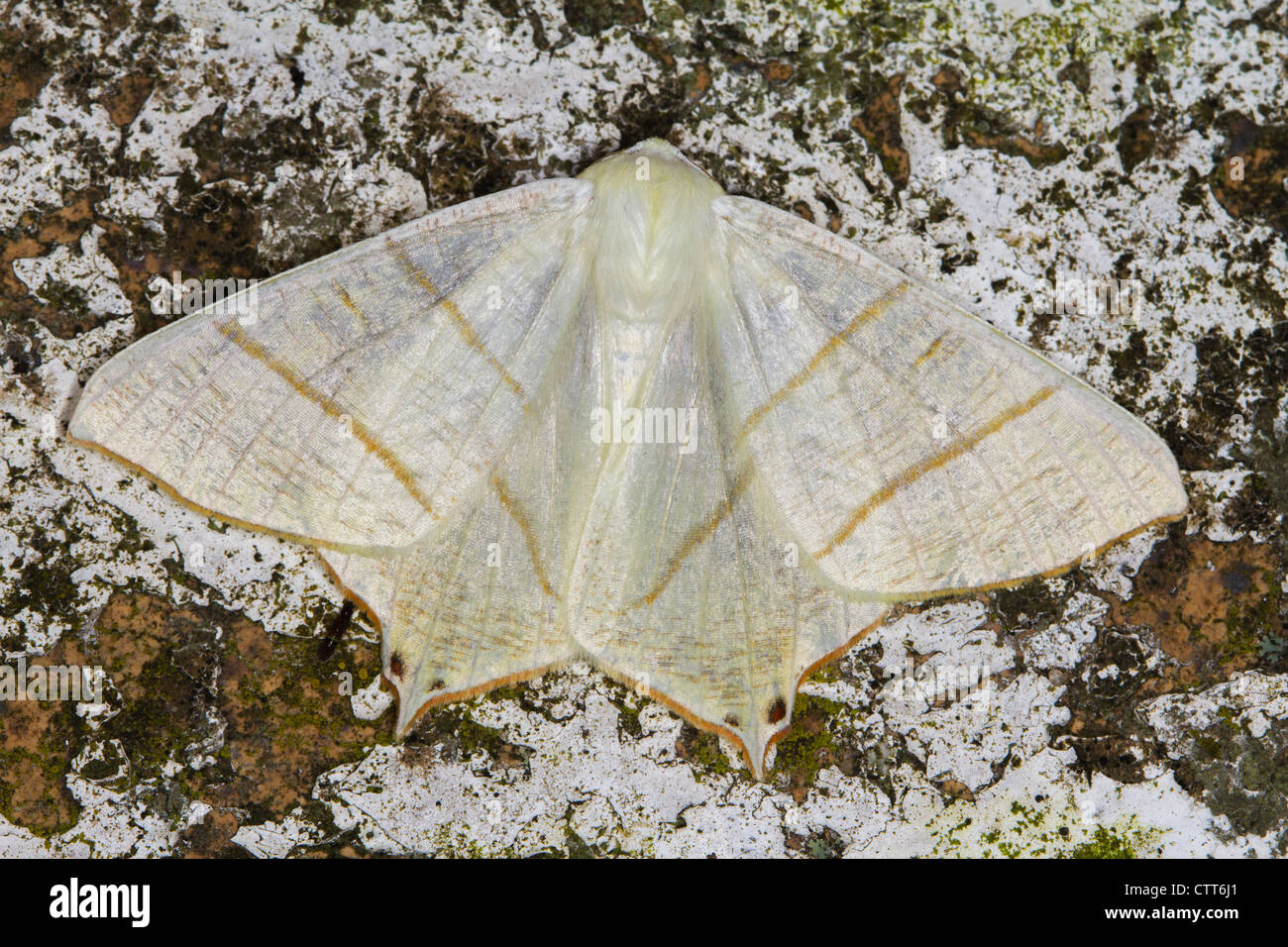 Swallow-tailed Moth (Ourapteryx sambucaria Stock Photo - Alamy