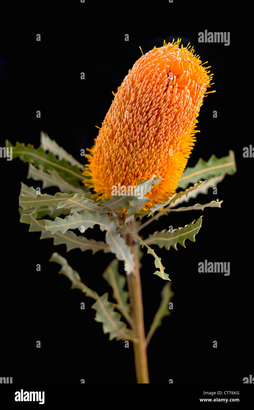 Banksia ashbyi, Banksia, Ashby's banksia, Orange, Black Stock Photo - Alamy