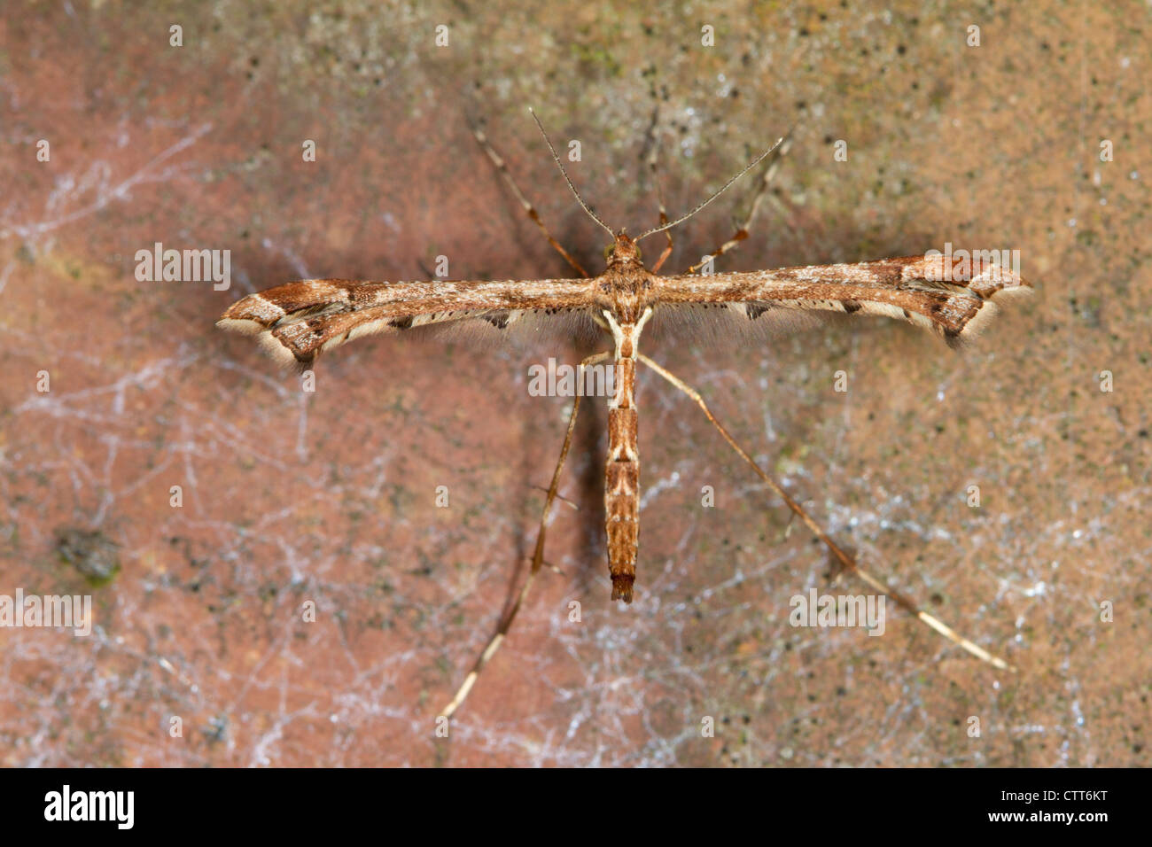 Plume moth hi-res stock photography and images - Alamy