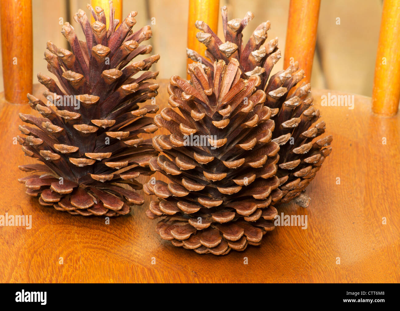 Pine cones on a chair Stock Photo - Alamy