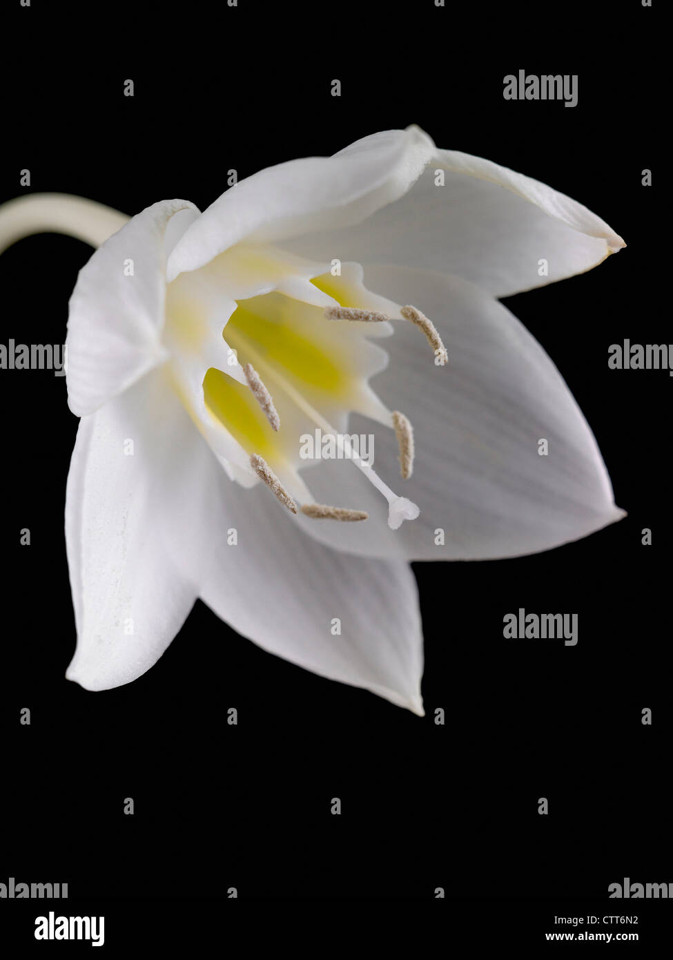 Eucharis grandiflora, Amazon lily, White, Black Stock Photo - Alamy