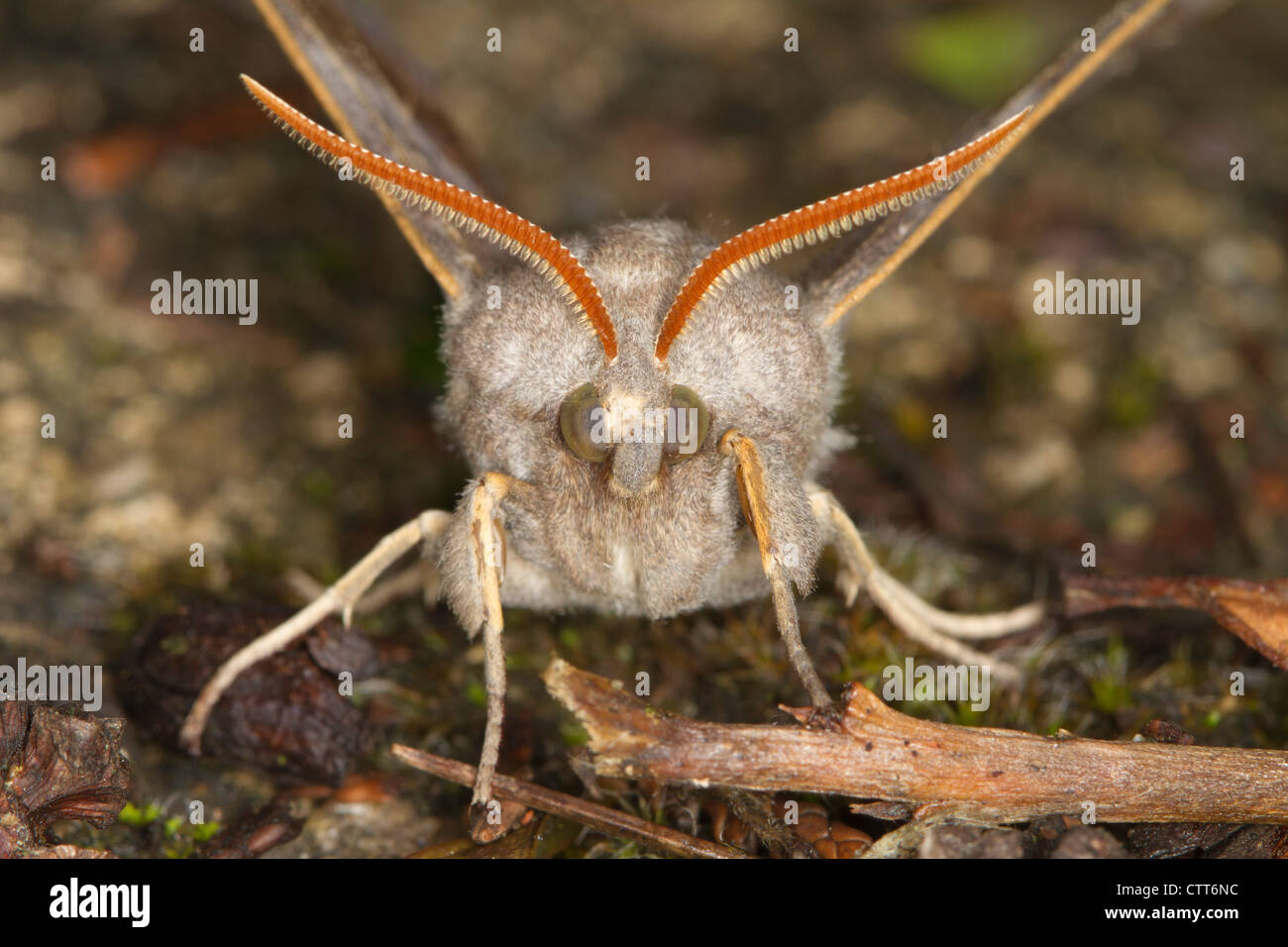 Bipectinate antennae hi-res stock photography and images - Alamy