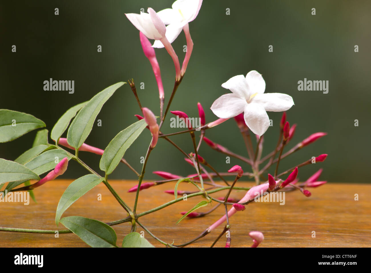 Pink jasmine (Jasminum polyanthum) plant and flowers on a deck railing ...
