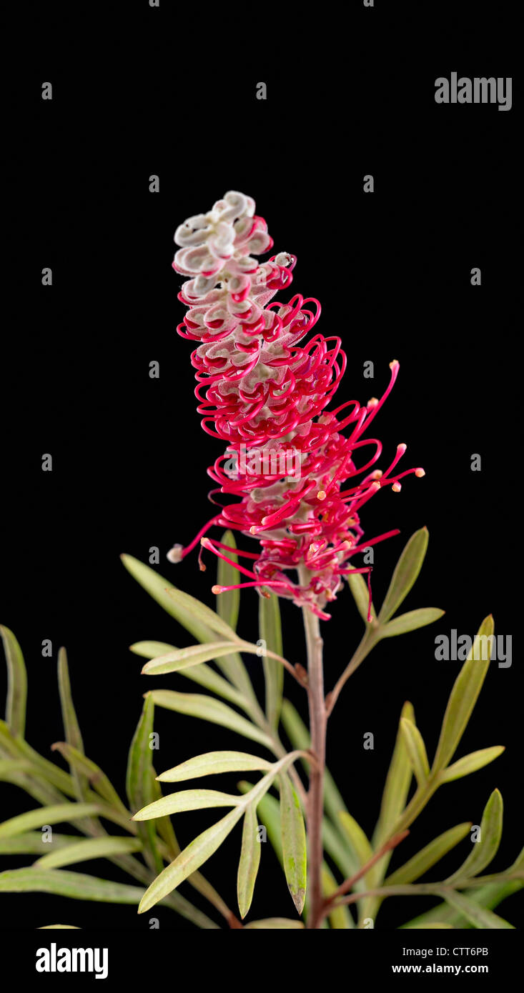 Grevillea cultivar, Grevillea, Red, Black Stock Photo - Alamy