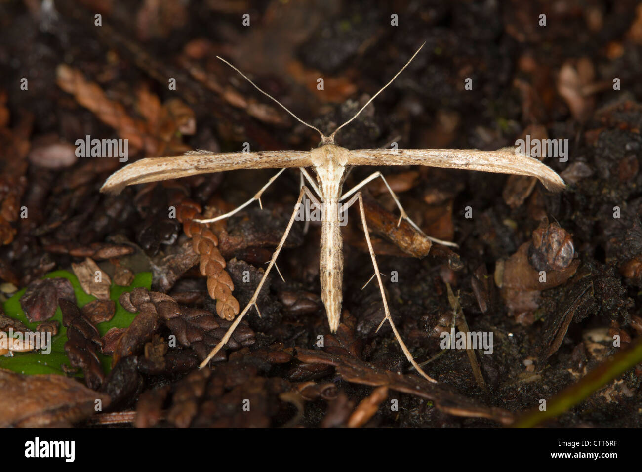Common Plume Moth (Emmelina monodactyla Stock Photo - Alamy