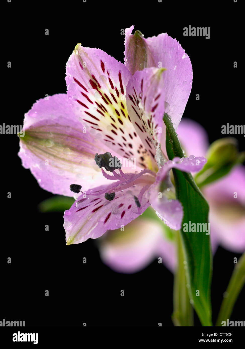Alstroemeria cultivar, Alstroemeria, Peruvian lily, Purple, Black Stock ...