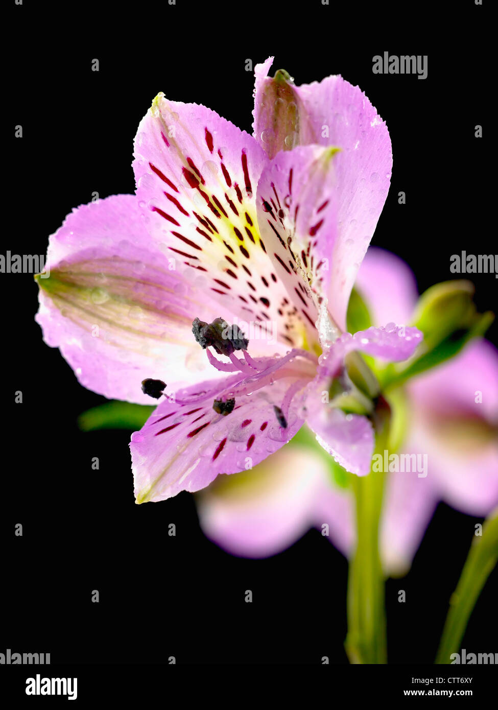 Alstroemeria cultivar, Alstroemeria, Peruvian lily, Purple, Black Stock ...